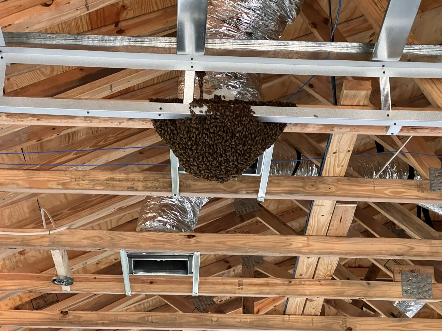 Bee Removal Specialists | The Bee Removal Specialists